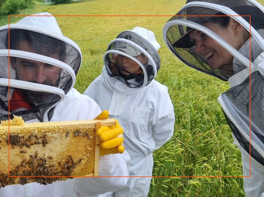 Hartnell Taylor Cook and our Bees - Hartnell Taylor Cook