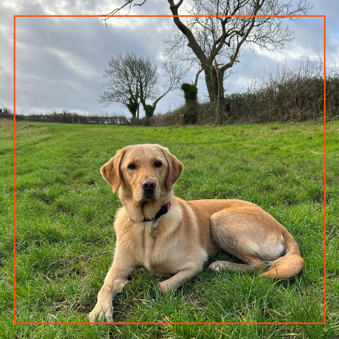 Our 2024 charities: Guide Dogs - Hartnell Taylor Cook